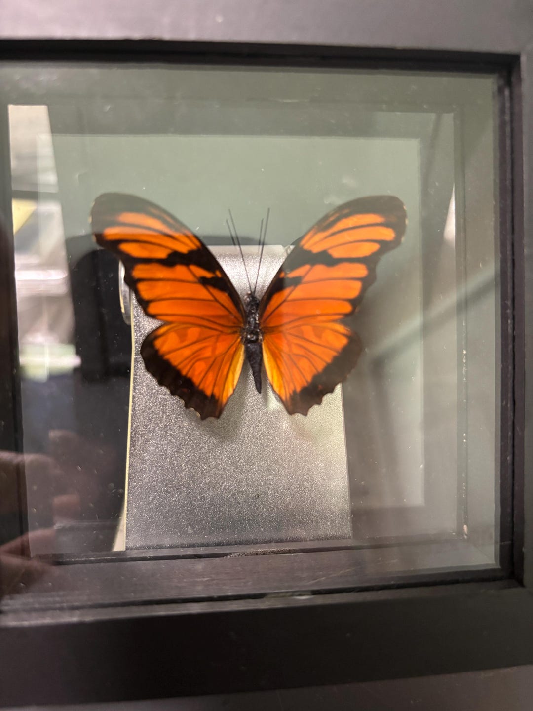 Taxidermy Juno Longwing Butterfly Ethically Sourced Insect Double Sided Glass Free Shipping - Etsy