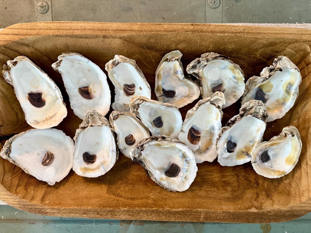 Oyster Shells Large 3-5 Inch Lot for Crafts and Art | Naturally Cleaned ...