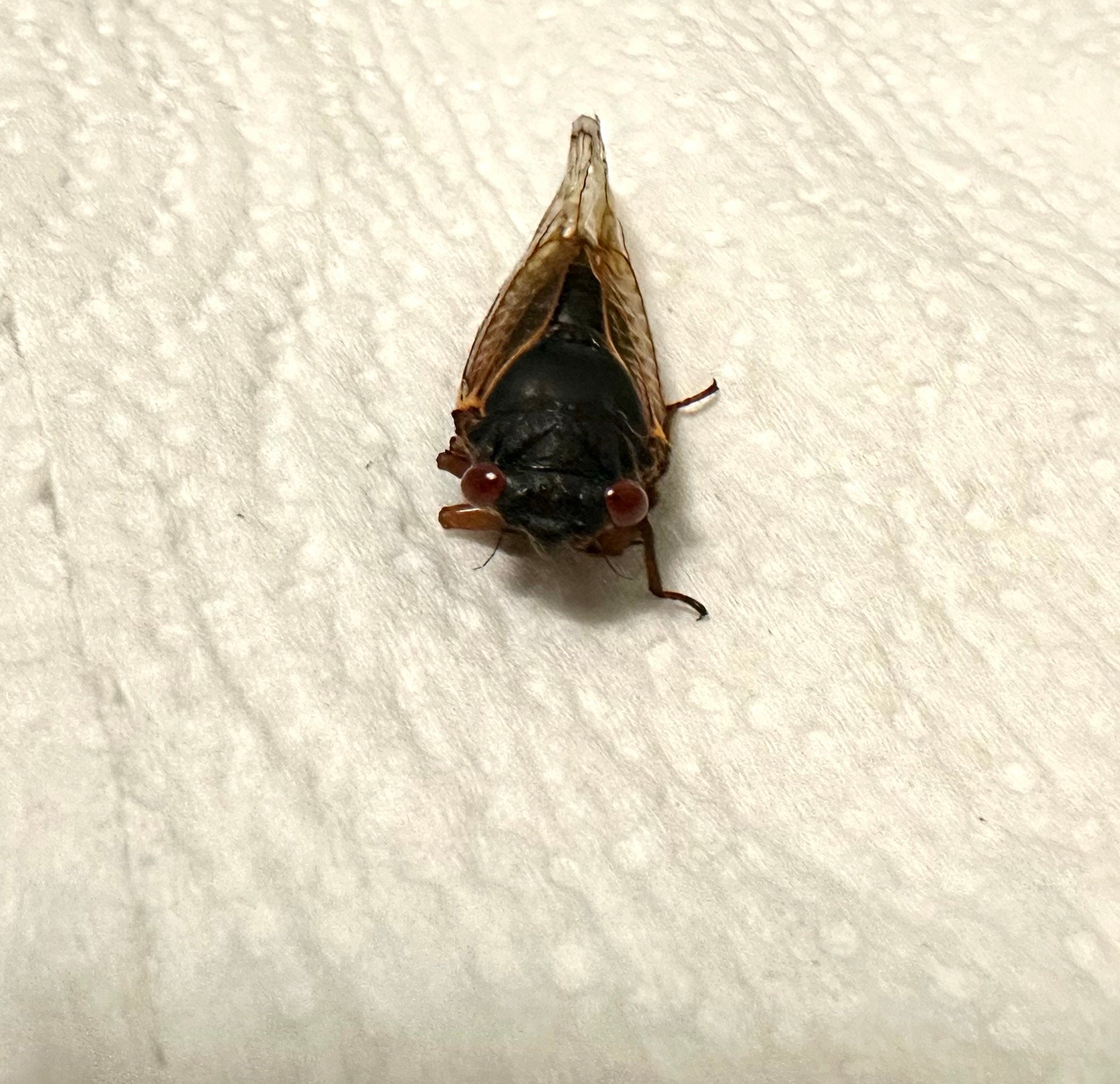 Real Dried Cicada Brood XIX19 13 Year Magicicada Genus Wings Closed the ...