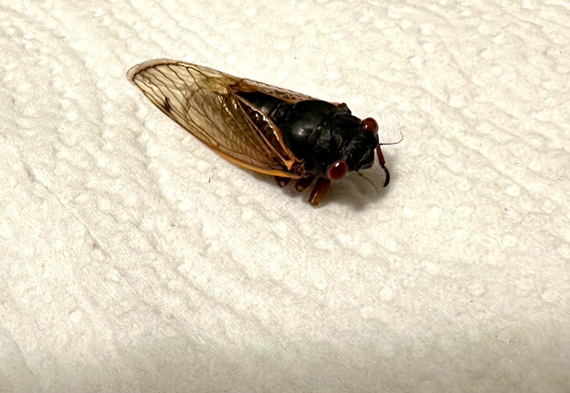 Real Dried Cicada Brood XIX19 13 Year Magicicada Genus Wings Closed the ...