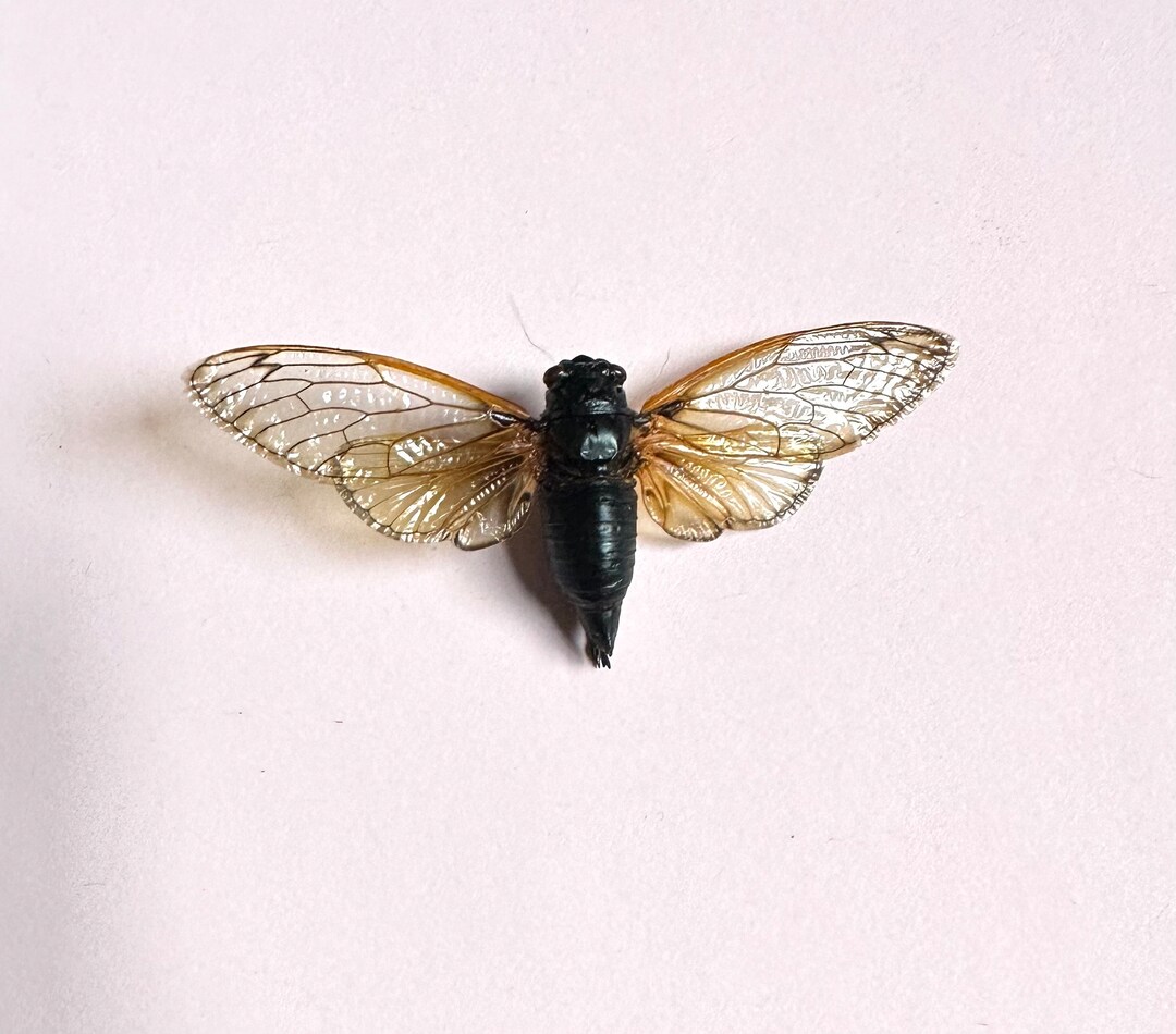 Real Dried Cicada-wings Open- Brood XIII(13) 17 Year Magicicada Genus ...