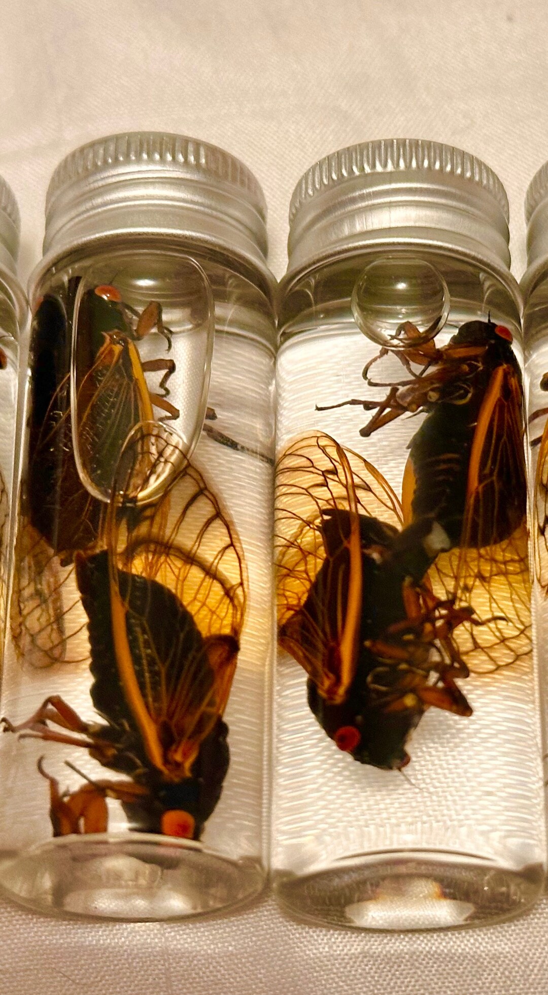 Real Cicadas Mating the Great Southern Brood Brood XIX19 13 Year Wet ...