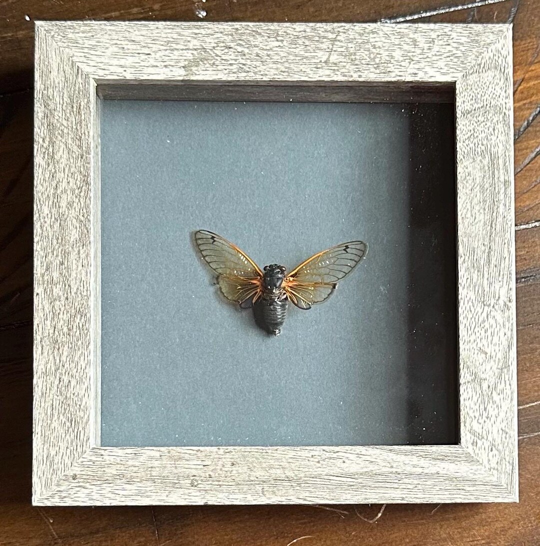 Custom 20 Frames Cicada Books Deposit - Etsy