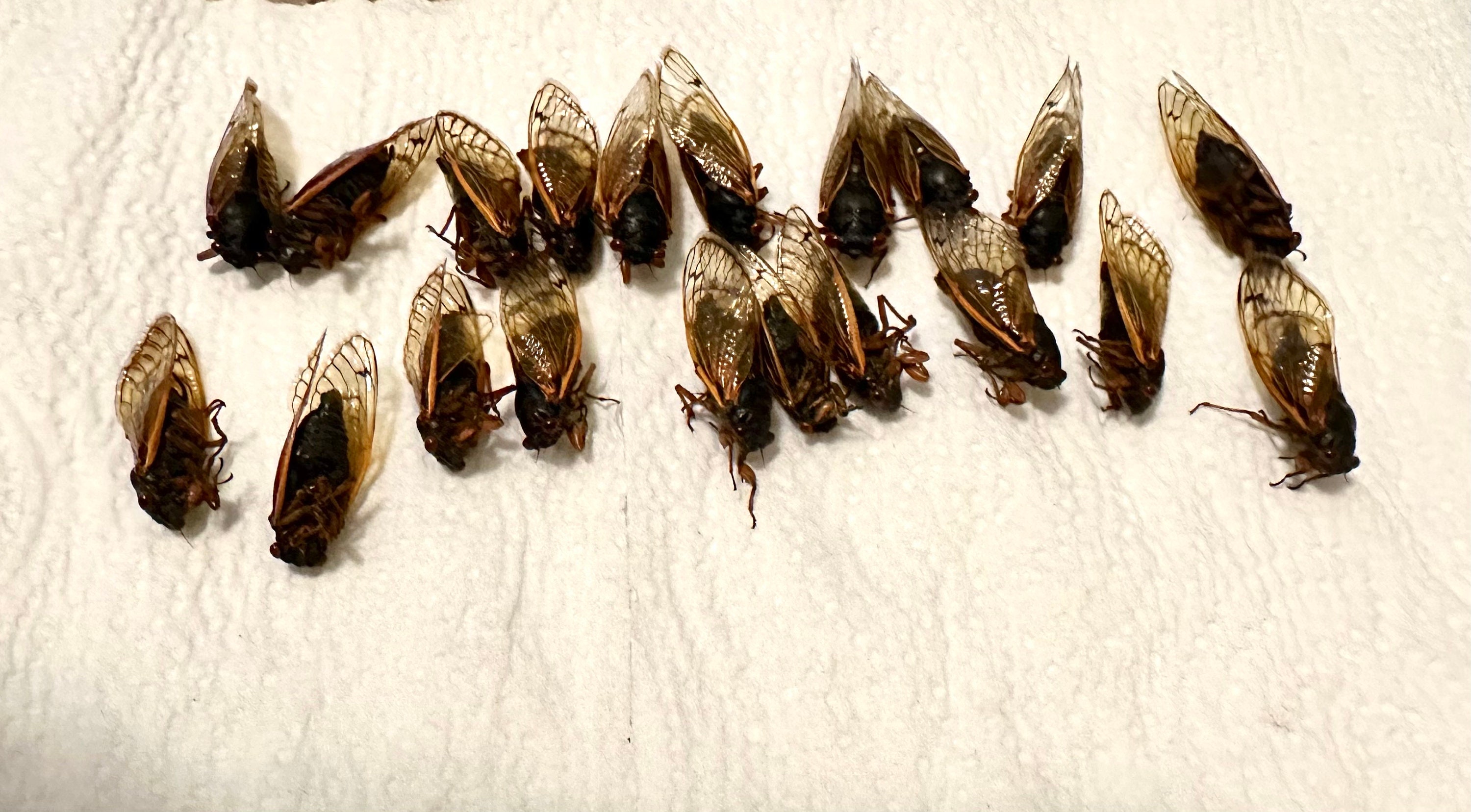 Real Dried Cicada Brood XIX19 13 Year Magicicada Genus Wings Closed the ...
