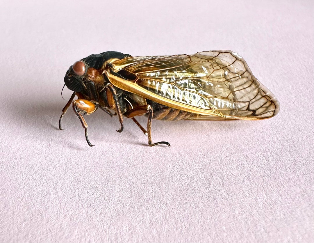 Real Dried Cicada- Brood XIII(13) - 17 Year Magicicada Genus- Wings ...