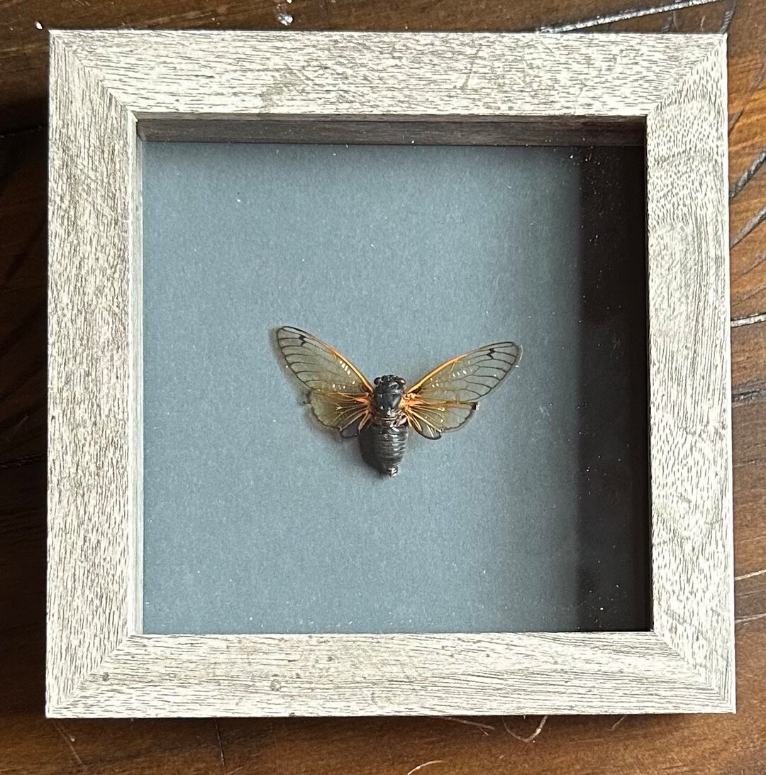 Real Cicada Frame Brood XIX 13 Year Multiple Frame Sizes and ...