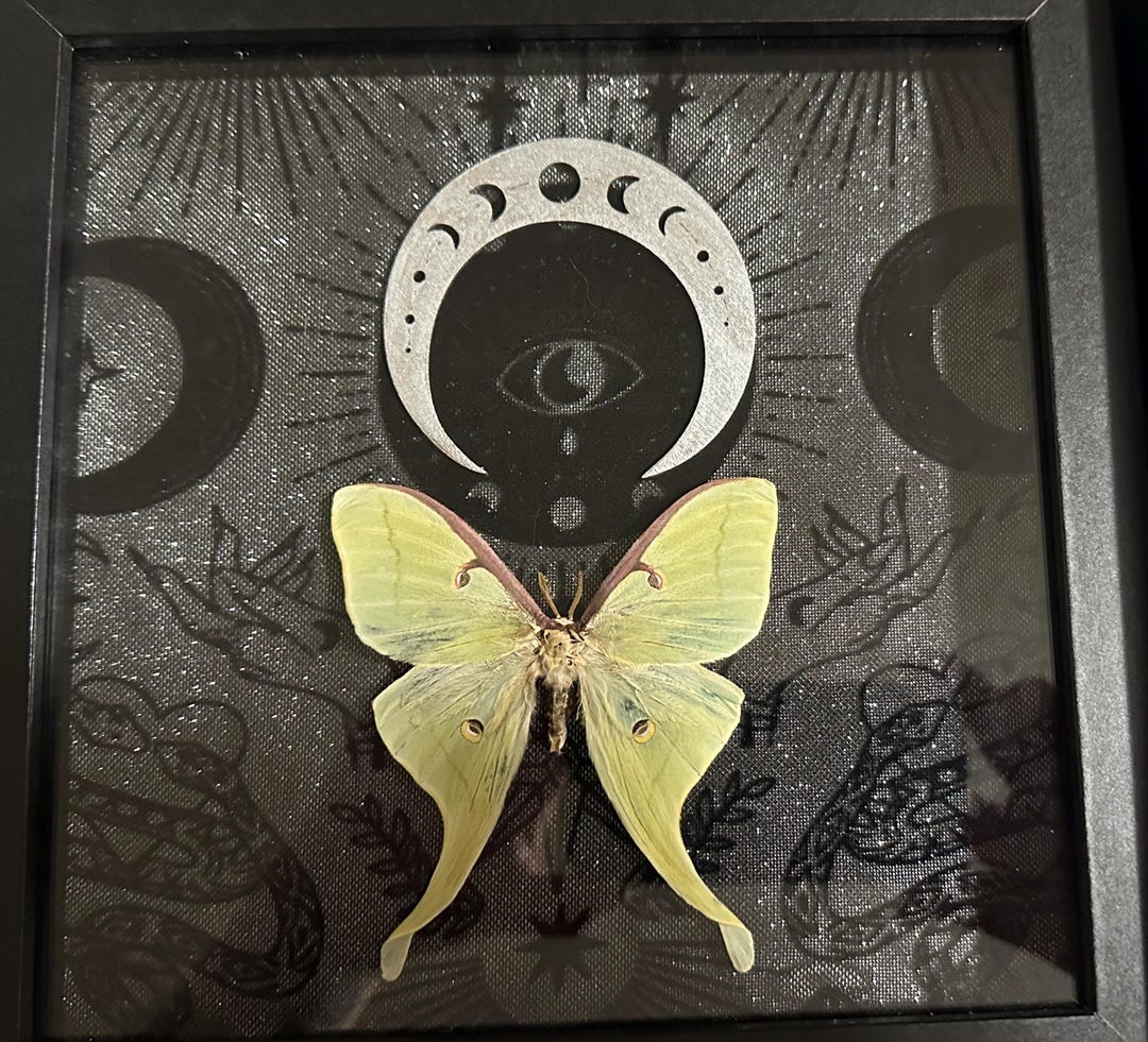 8x8 Luna Moth and Madagascan Sunset Moth Moon and Sun Frames - Etsy