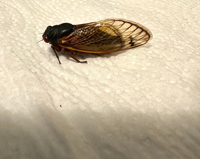 Taxidermied Cicada Specimen With Real Flowers in Miniature Terrarium ...