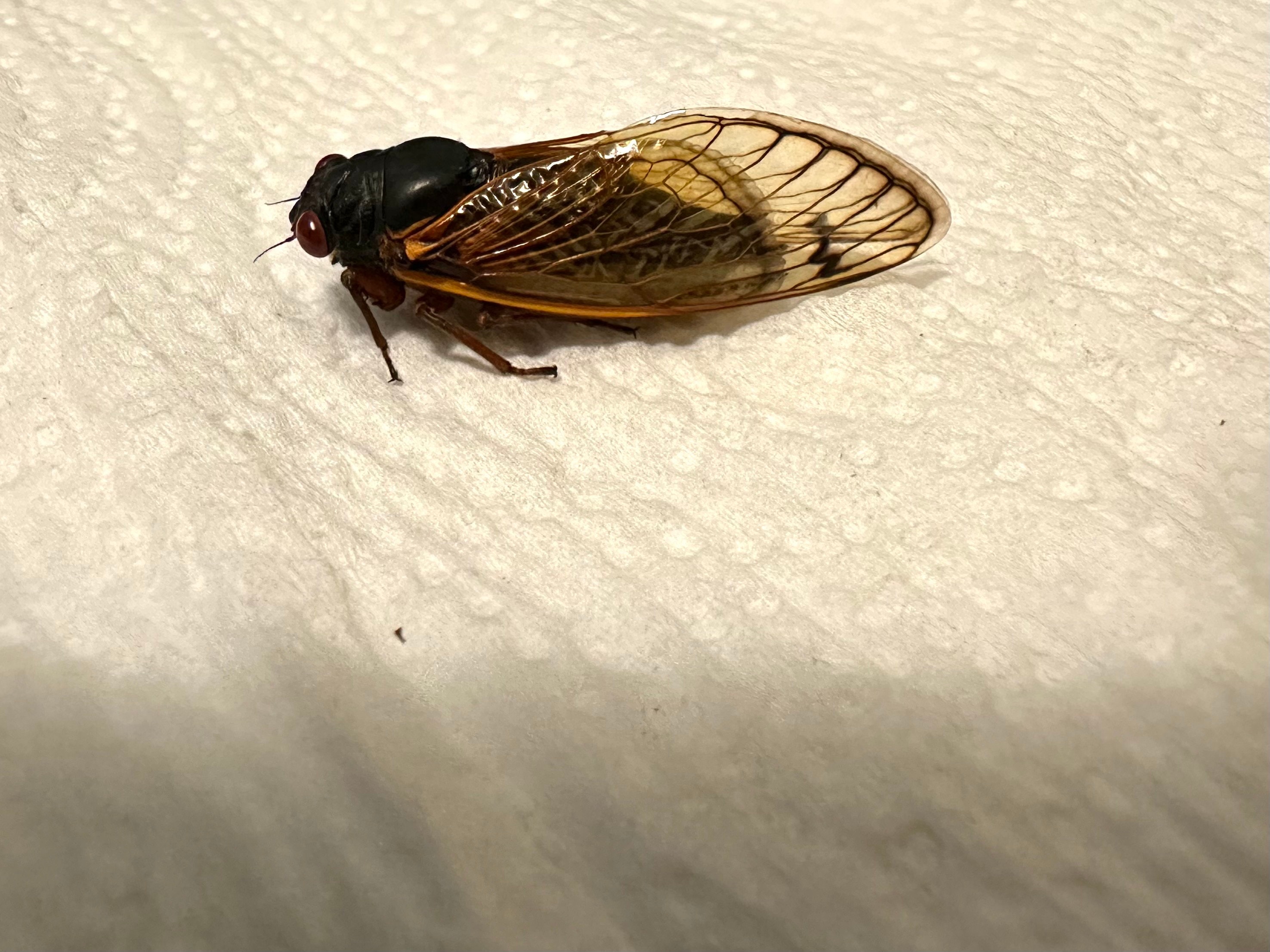 Real Dried Cicada Brood XIX19 13 Year Magicicada Genus Wings Closed the ...