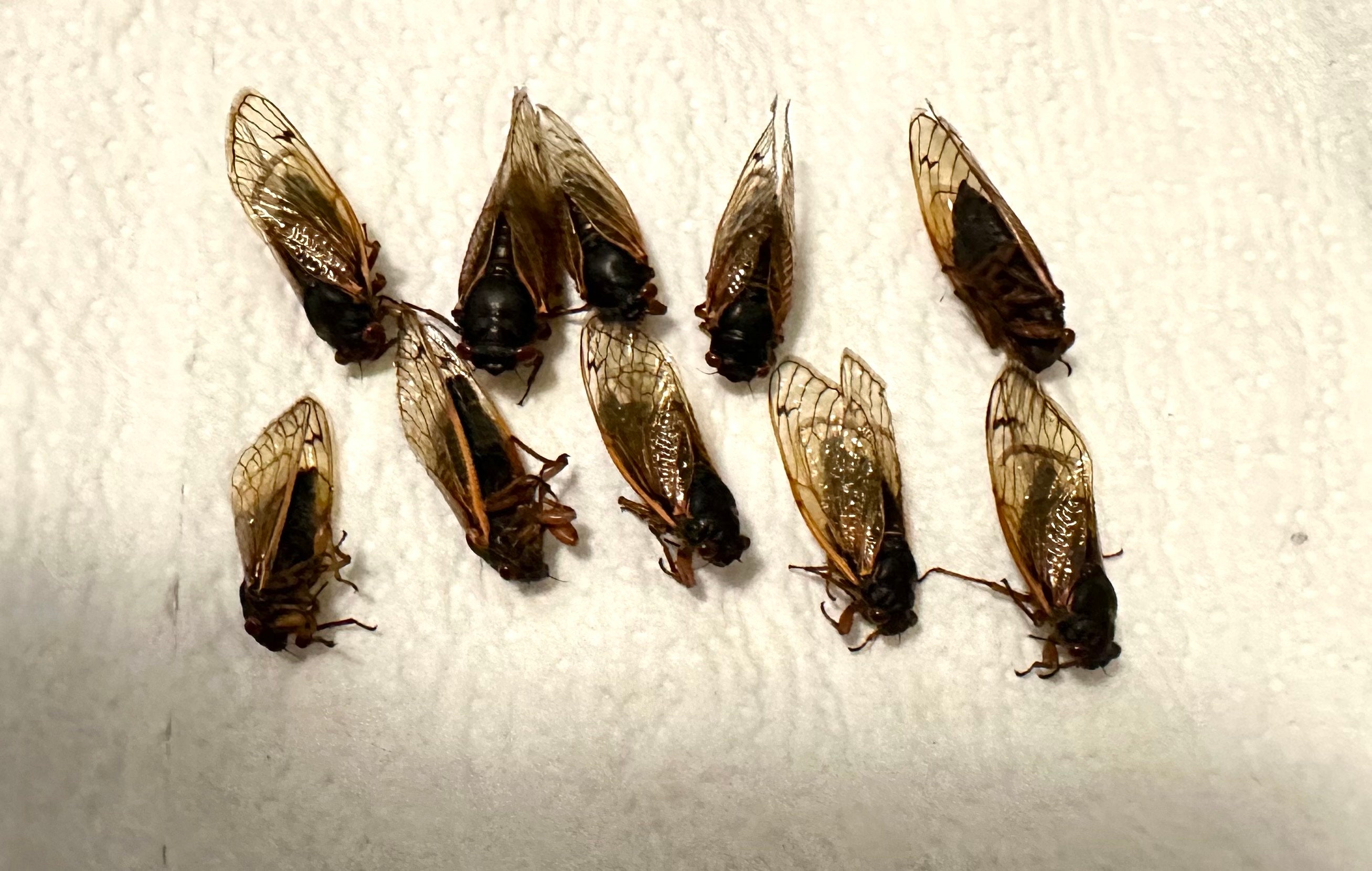 Real Dried Cicada Brood XIX19 13 Year Magicicada Genus Wings Closed the ...