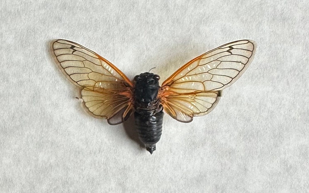 Real Dried Cicada-wings Open- Brood XIX(19) 13 Year Magicicada Genus ...