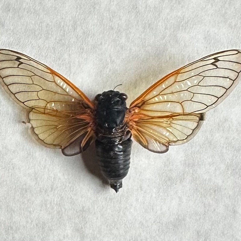 Cicada Wings - Etsy