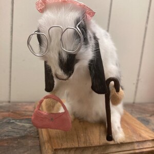 Gladys the Granny Bunny Taxidermy Piece - Etsy