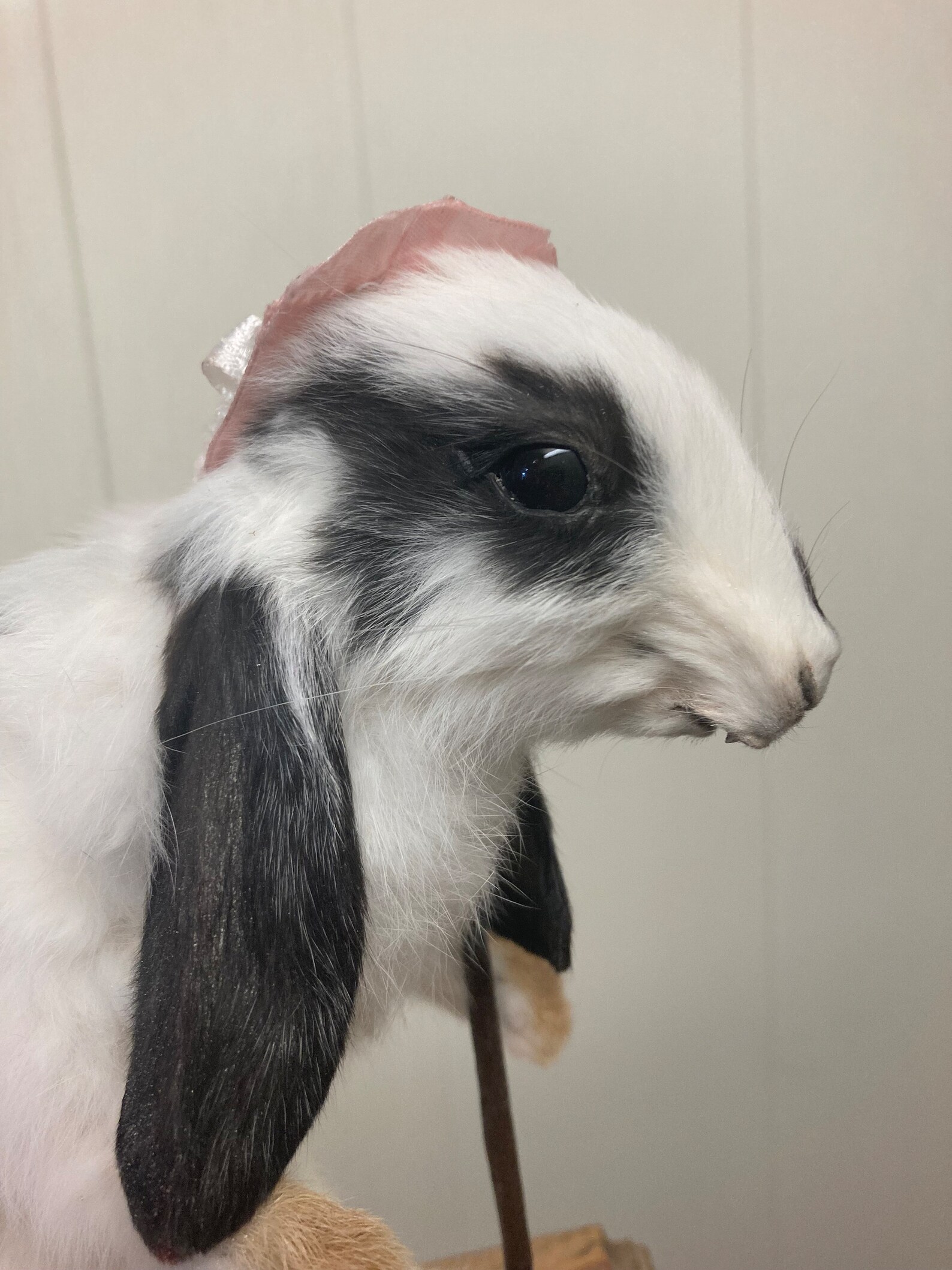 Gladys the Granny Bunny Taxidermy Piece - Etsy