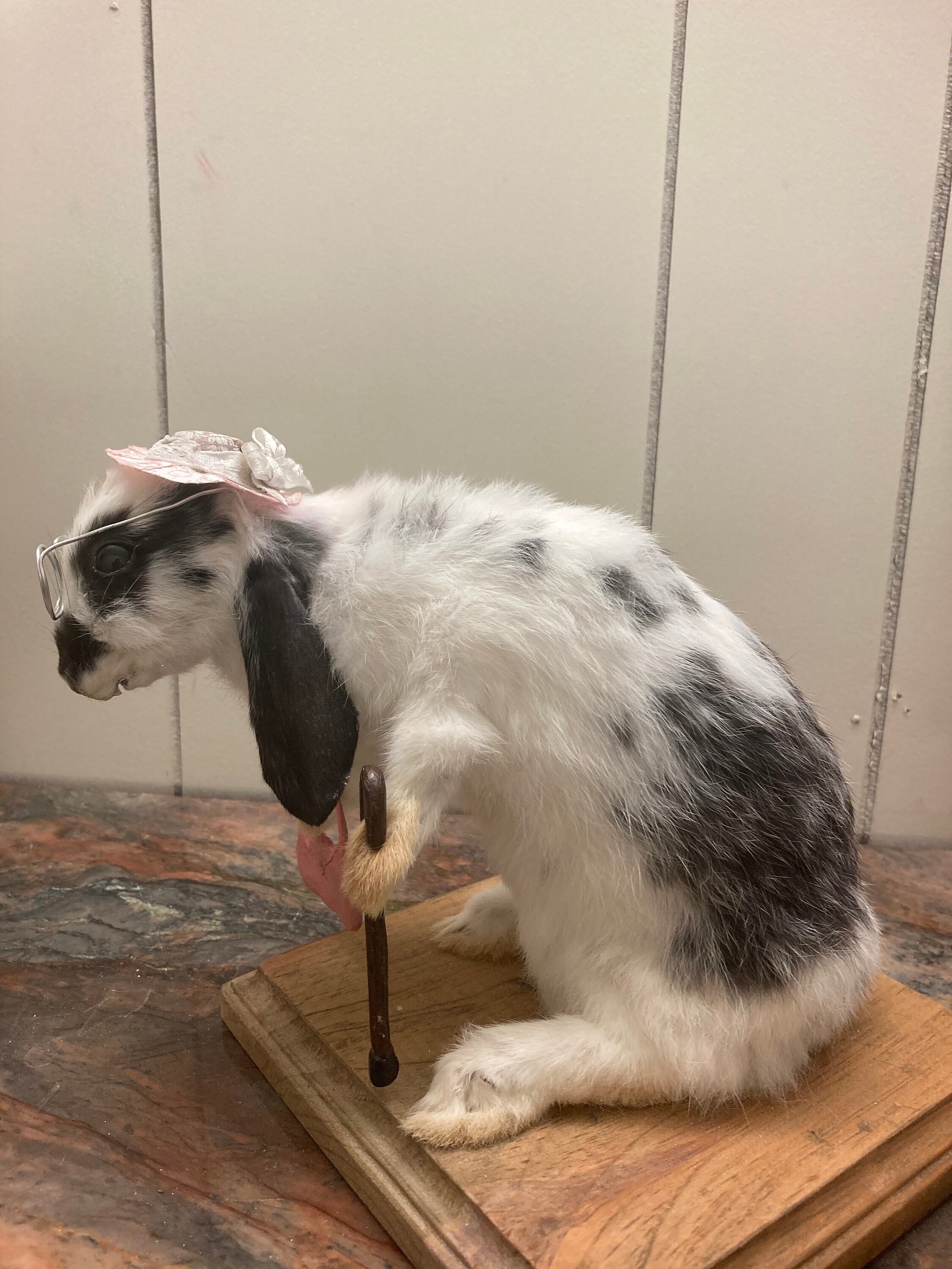 Gladys the Granny Bunny Taxidermy Piece - Etsy