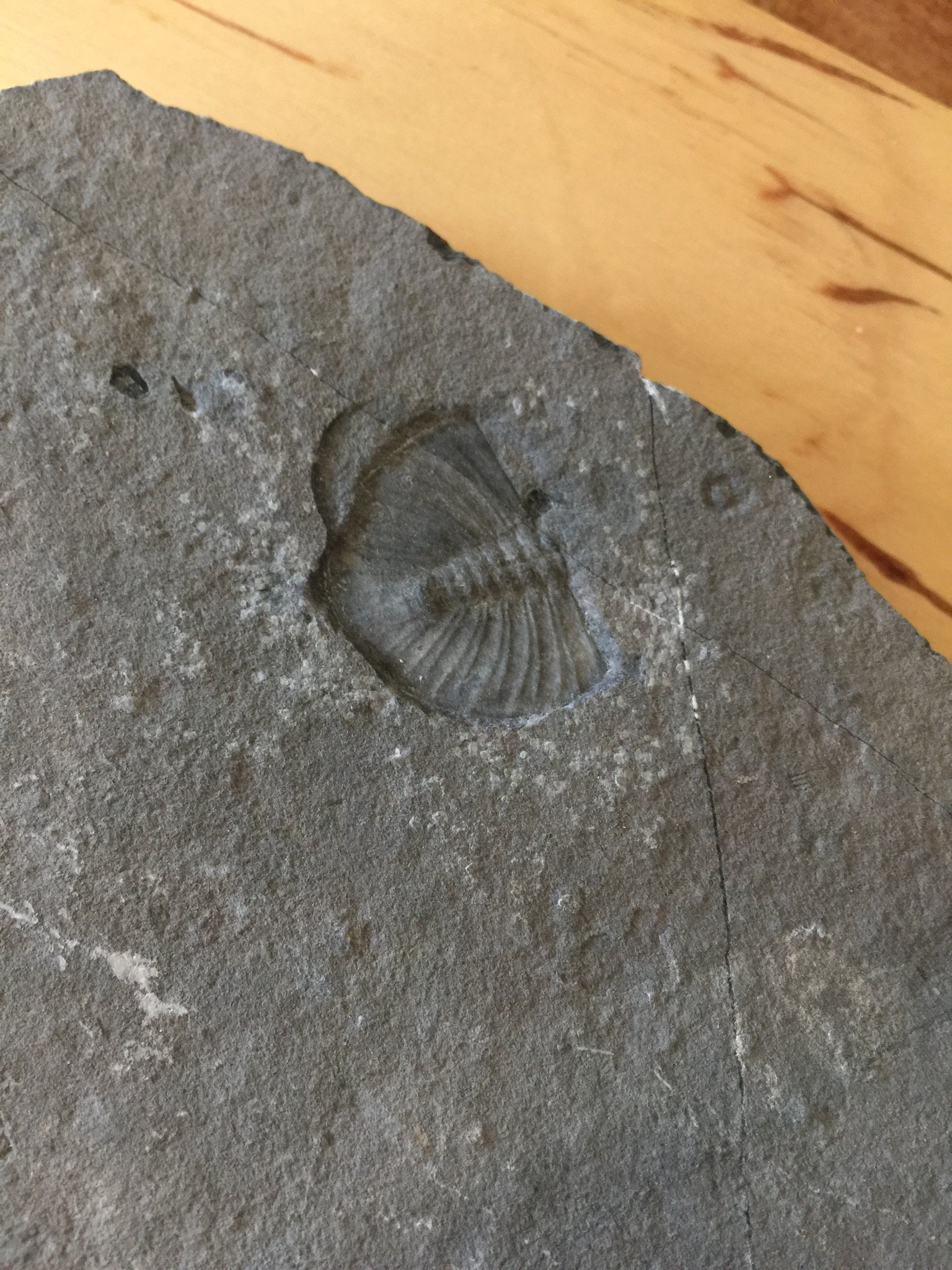 Craft Supplies & Tools Moroccan trilobite Cambrian trilobite Trilobite ...