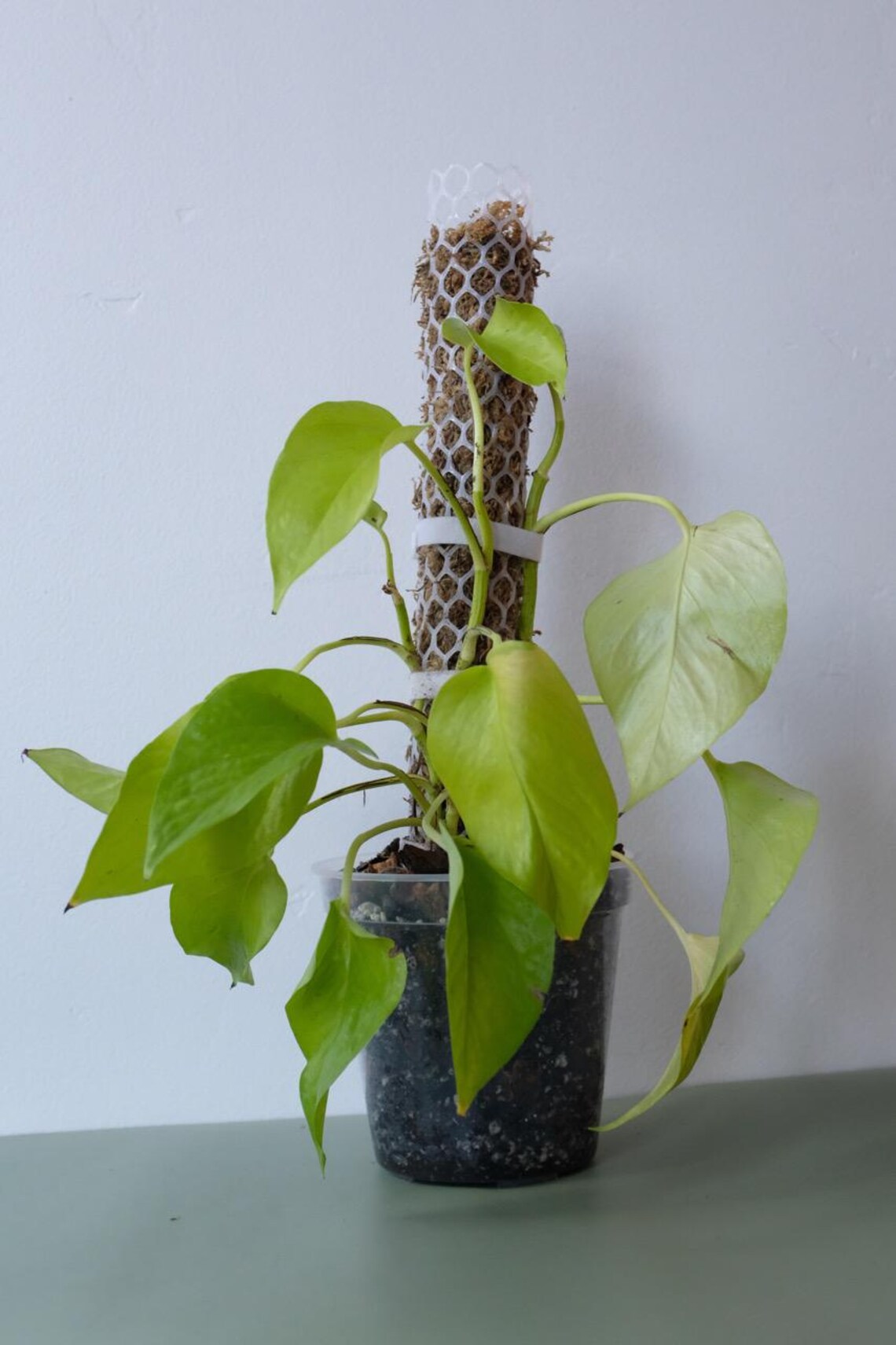 Brilliant Neon Pothos – Bold Chartreuse Foliage, Thriving Aerial Roots ...