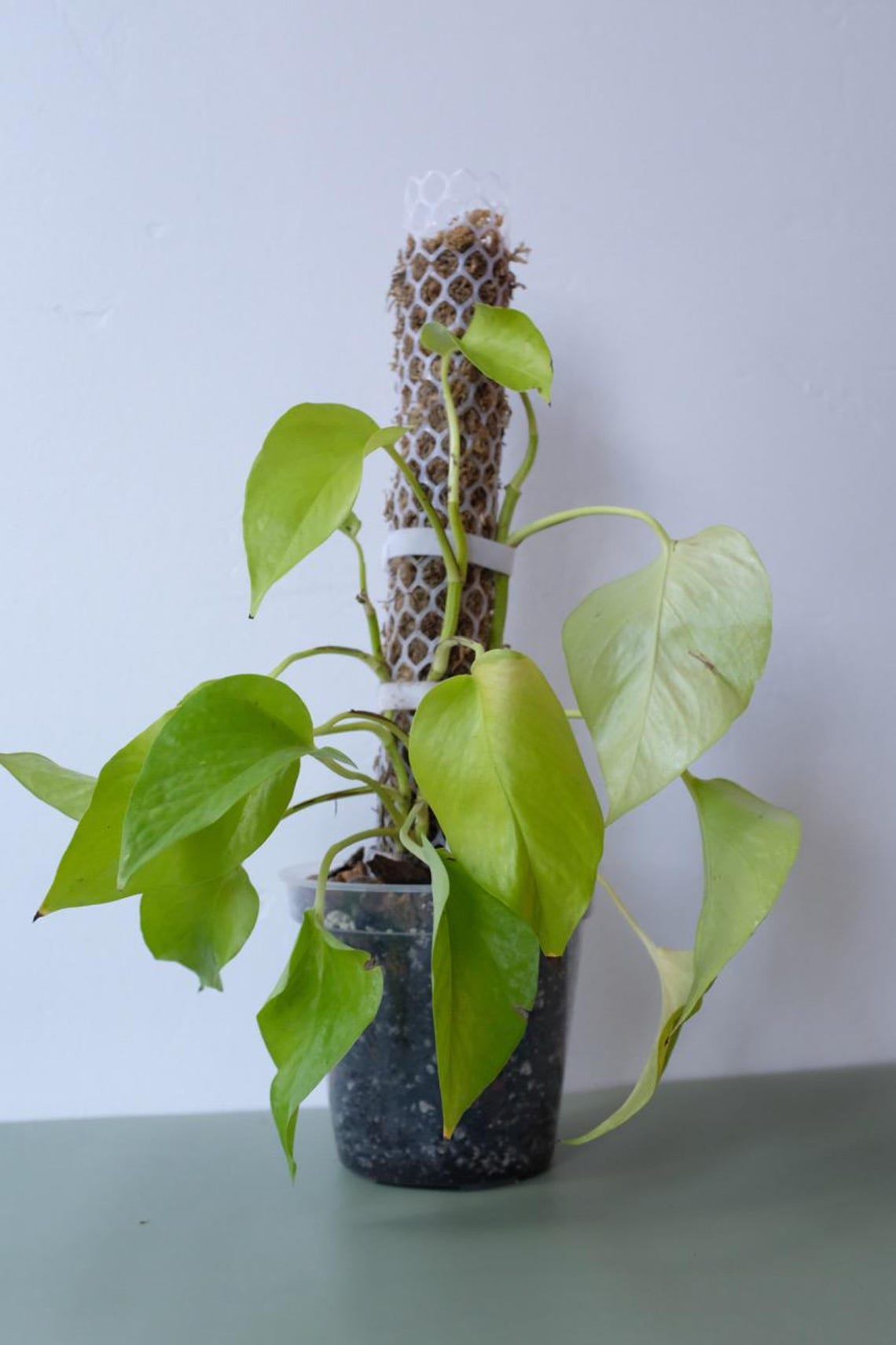 Brilliant Neon Pothos – Bold Chartreuse Foliage, Thriving Aerial Roots ...