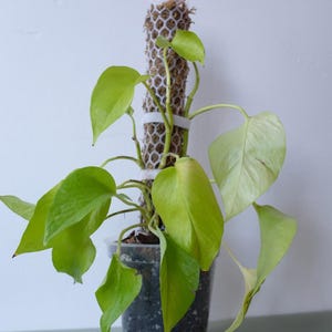 Brilliant Neon Pothos – Bold Chartreuse Foliage, Thriving Aerial Roots ...