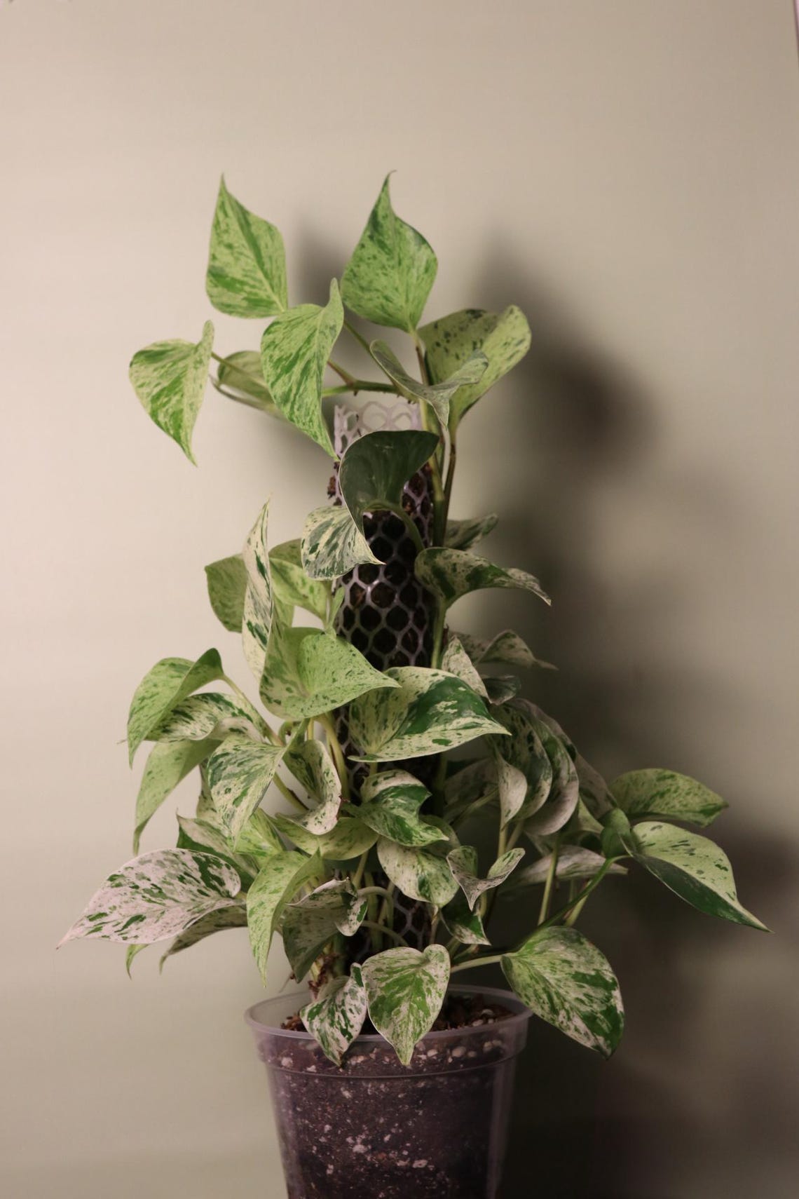 Lush Marble Queen Pothos Stunning Variegation, Thriving Aerial Roots 18 ...