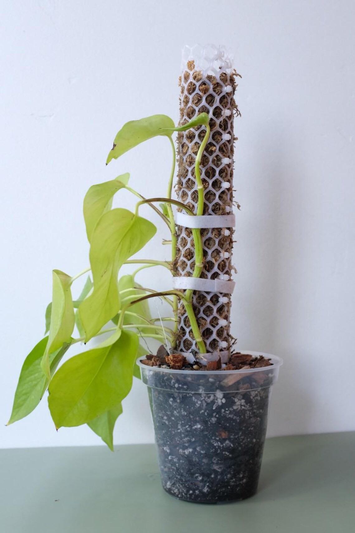 Brilliant Neon Pothos – Bold Chartreuse Foliage, Thriving Aerial Roots ...