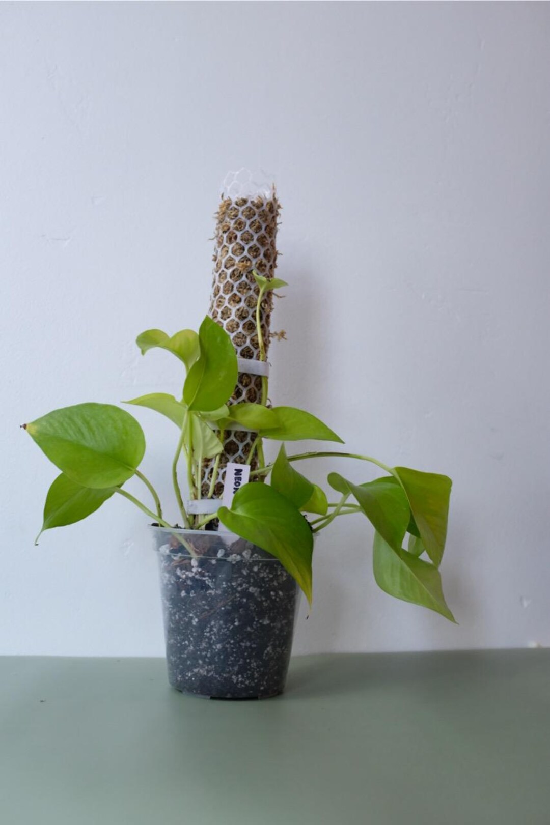 Brilliant Neon Pothos – Bold Chartreuse Foliage, Thriving Aerial Roots ...