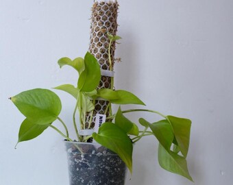 Brilliant Neon Pothos – Bold Chartreuse Foliage, Thriving Aerial Roots ...