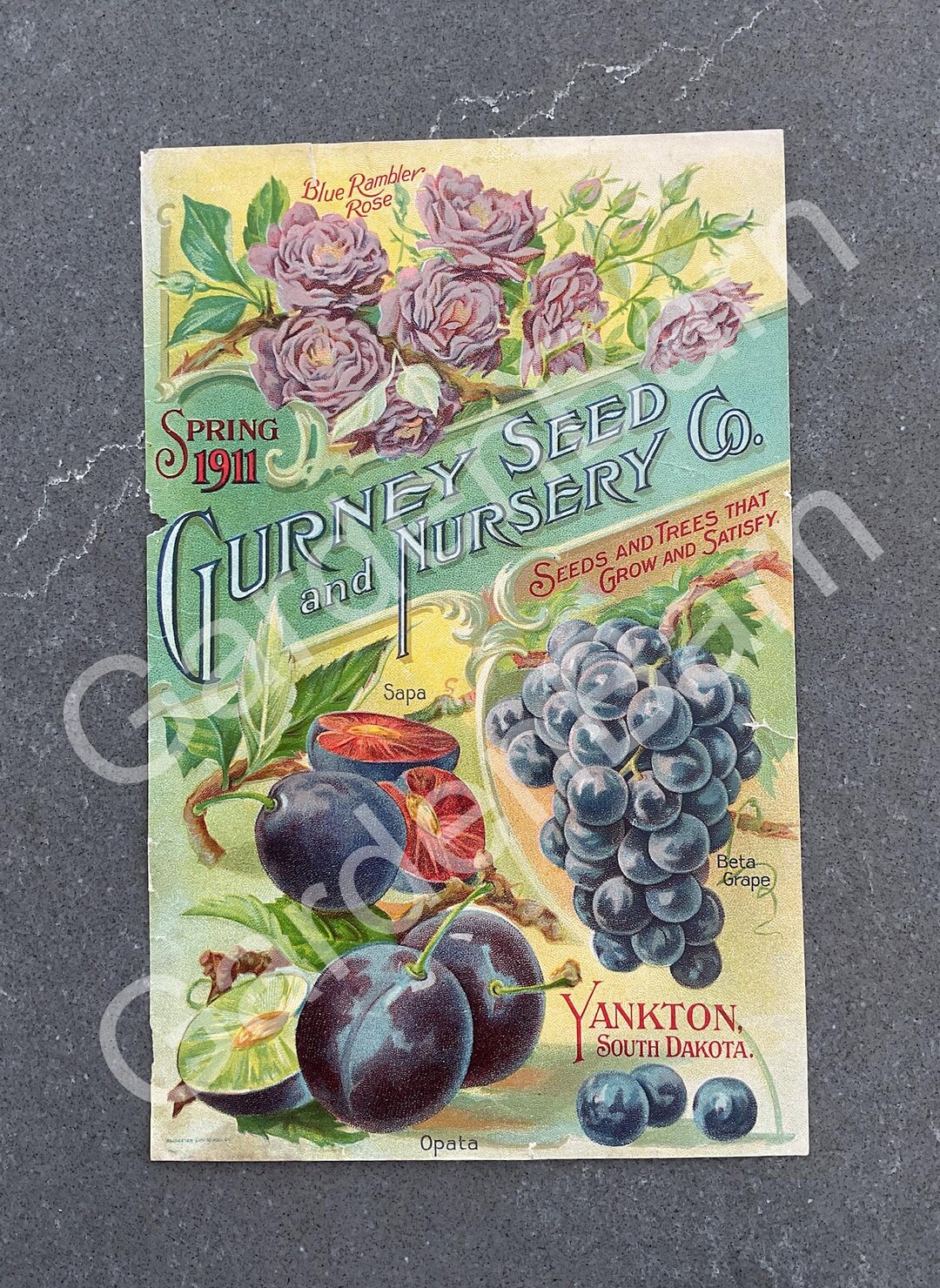 1911 Gurney's Catalog Cover Lithograph: Vintage Botanical Print - Etsy