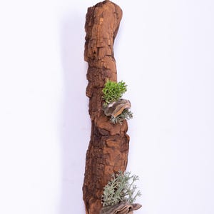 Floating Forest Art | Moss on Bark Natural Wall Decor | Ecofriendly ...