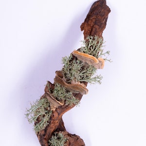 Floating Forest Art | Moss on Bark | Natural Wall Decor | Eco Friendly ...