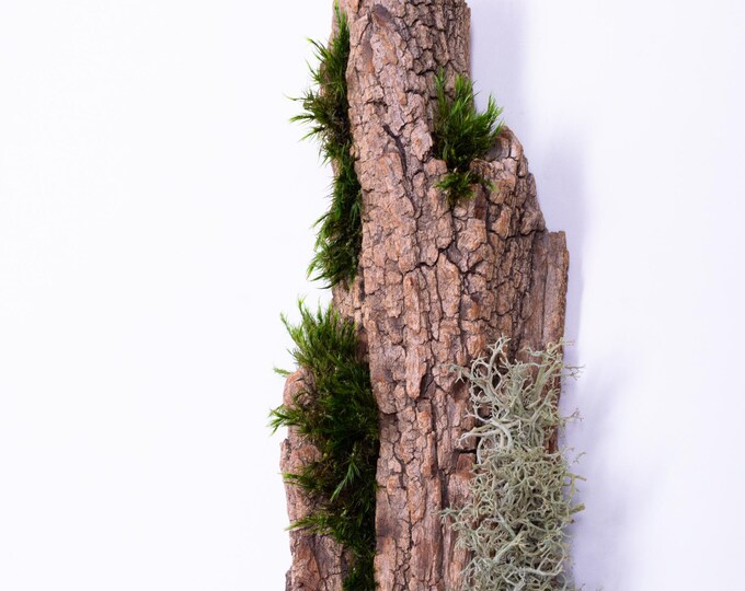 Floating Forest Art | Moss on Bark | Natural Wall Decor | Eco Friendly ...