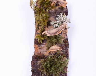 Floating Forest Art | Moss on Cork Bark Natural Wall Decor | Eco ...