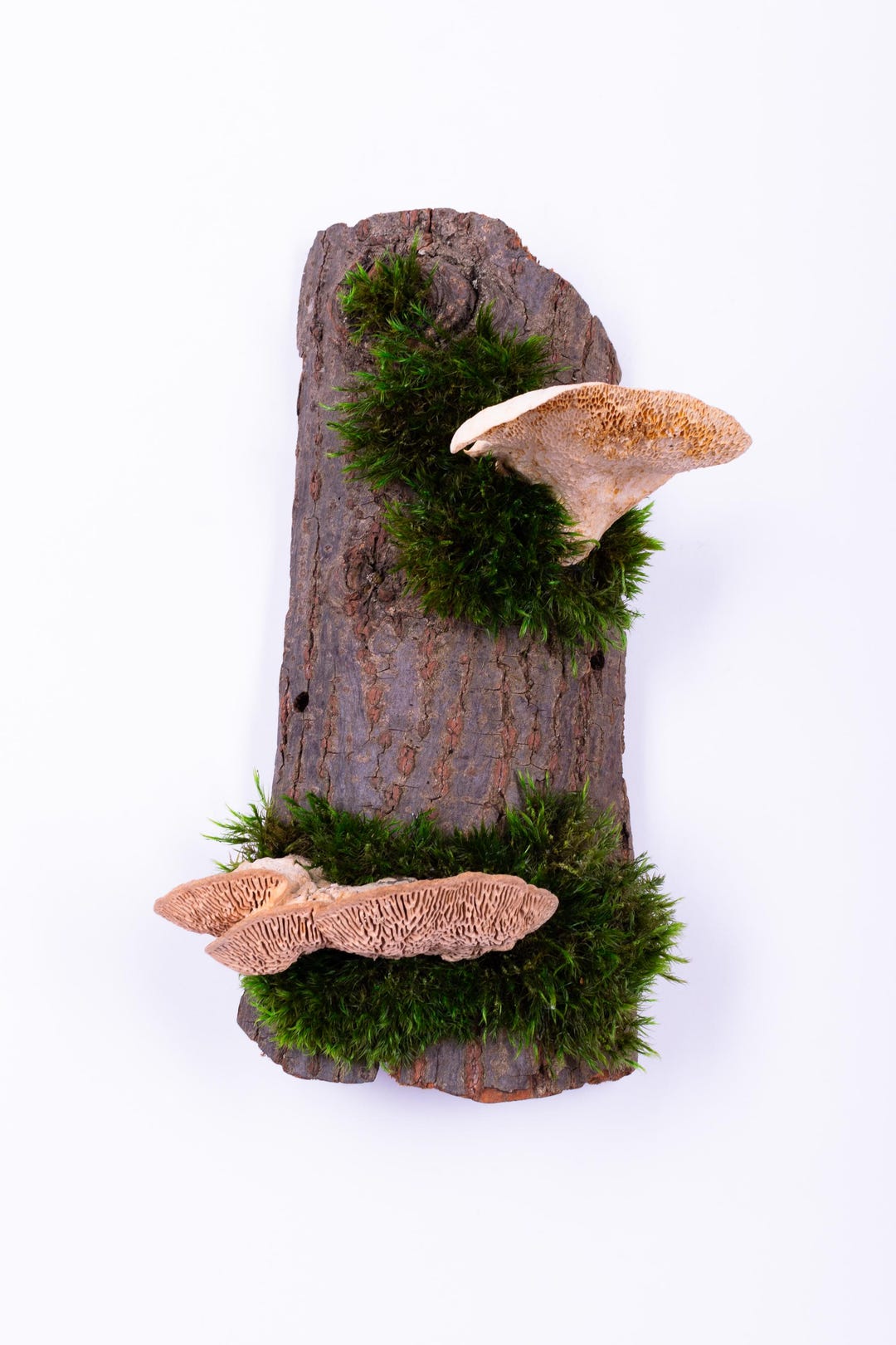 Floating Forest Art | Moss on Bark Natural Wall Decor | Ecofriendly ...