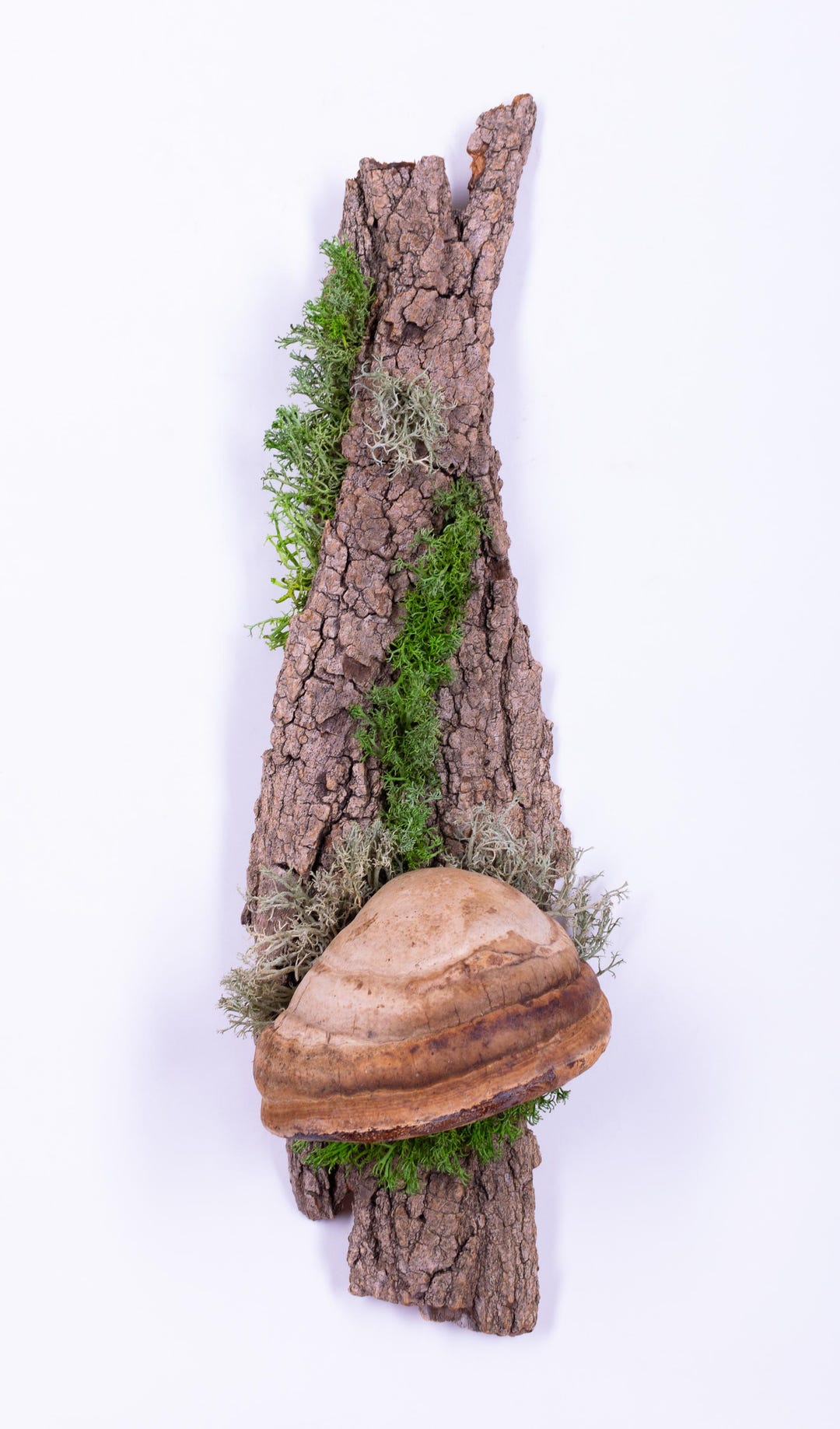 Floating Forest Art | Moss on Cork Bark Natural Wall Decor ...