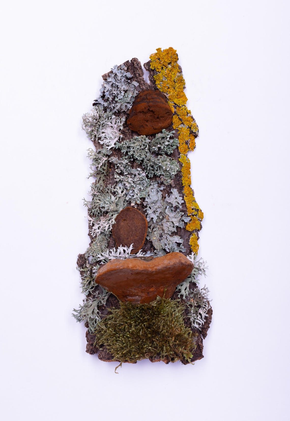 Floating Forest Art | Moss on Bark Natural Wall Decor | Eco Friendly ...