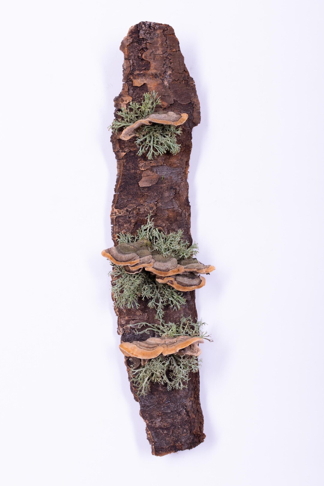 Floating Forest Art | Moss on Cork Bark Natural Wall Decor | Eco ...