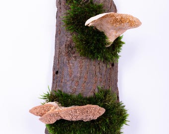 Floating Forest Art Moss on Cork Bark Natural Wall Decor Eco Friendly ...