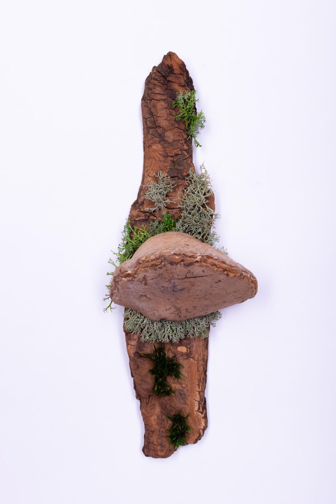 Floating Forest Art | Moss on Bark Natural Wall Decor | Eco Friendly ...