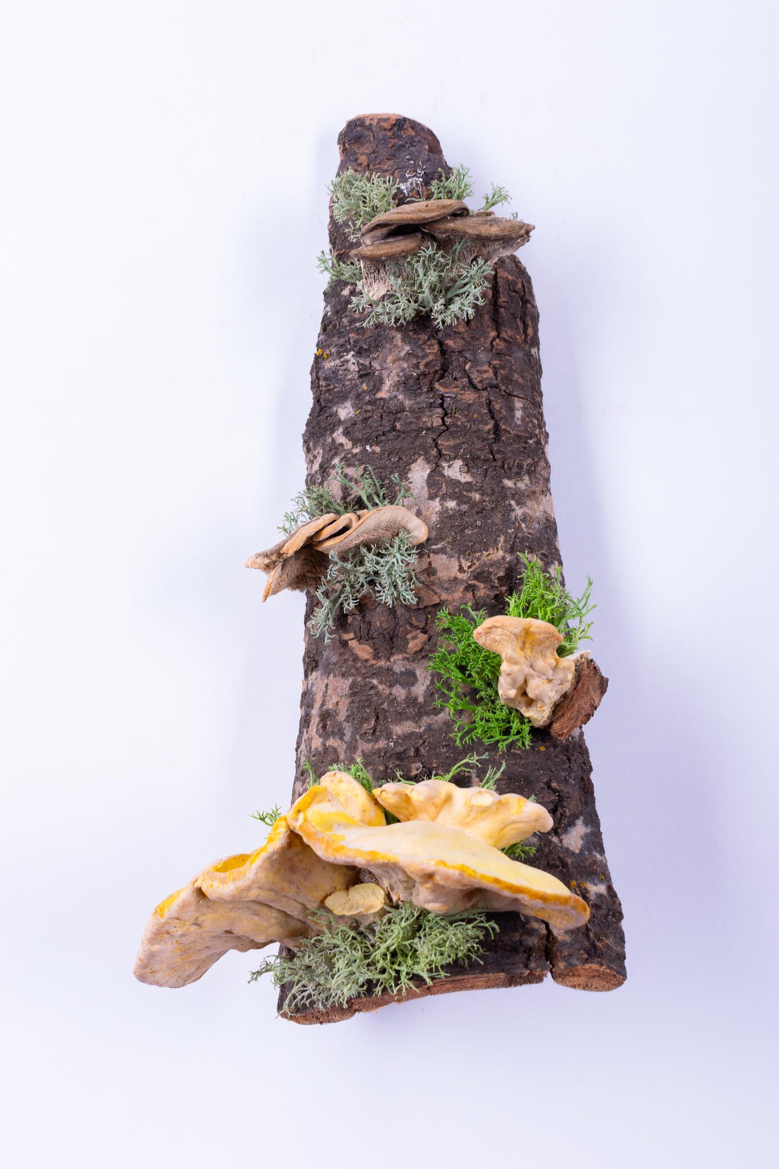 Floating Forest Art | Moss on Cork Bark Natural Wall Decor | Eco ...