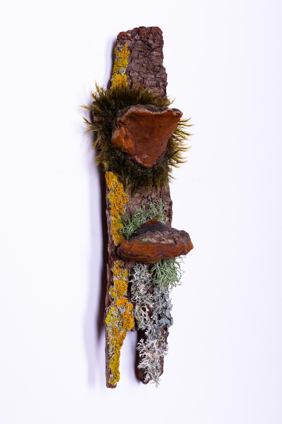 Floating Forest Art | Moss on Cork Bark Natural Wall Decor | Eco ...