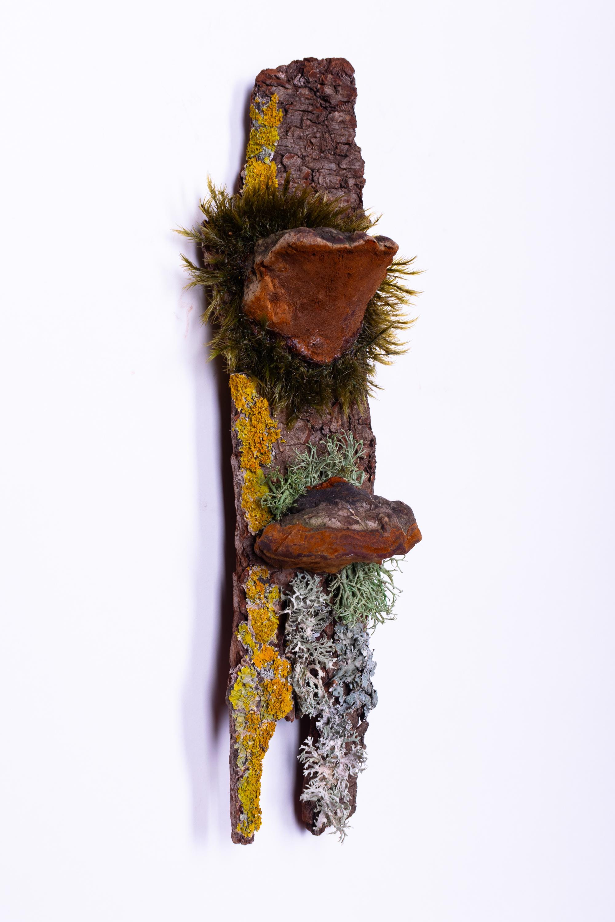 Floating Forest Art | Moss on Cork Bark Natural Wall Decor | Eco ...