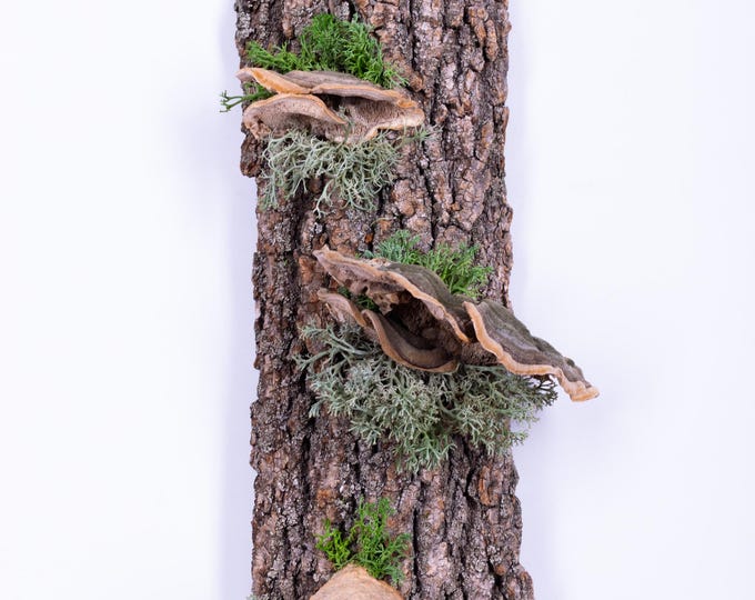 Floating Forest Art | Moss on Bark Natural Wall Decor | Eco Friendly ...