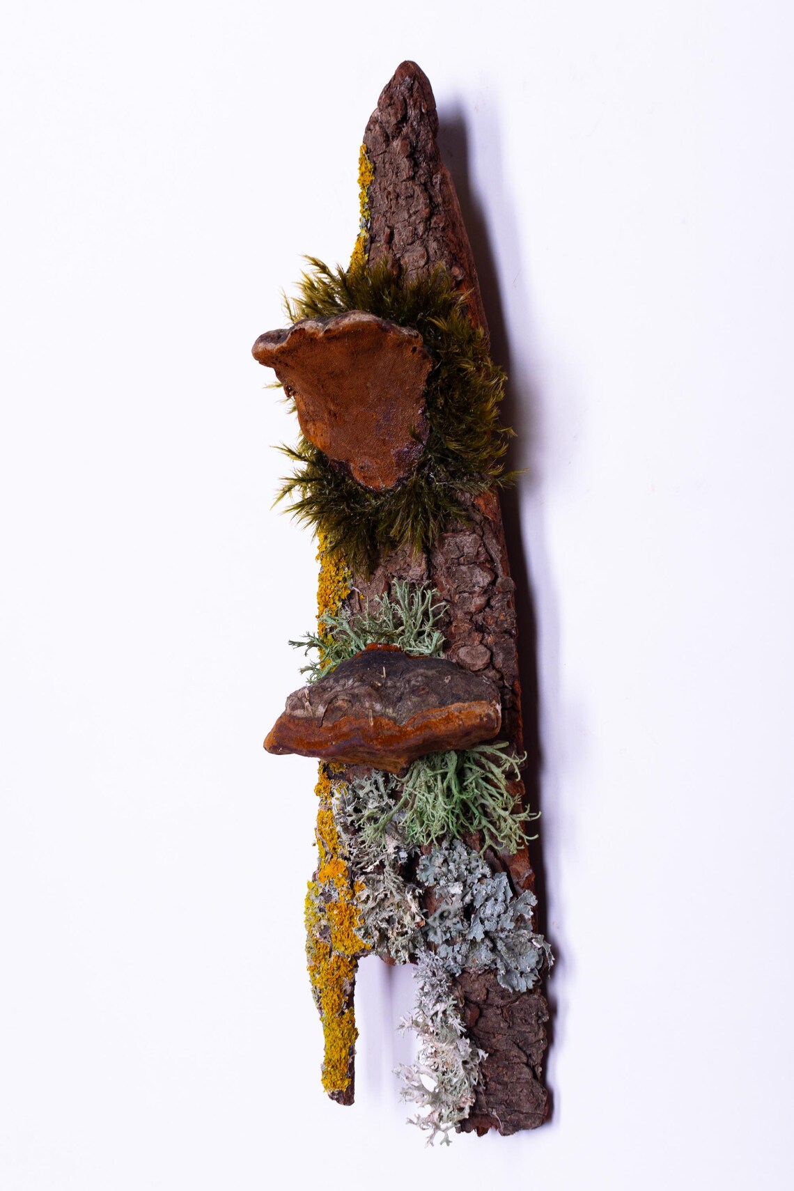 Floating Forest Art | Moss on Cork Bark Natural Wall Decor | Eco ...