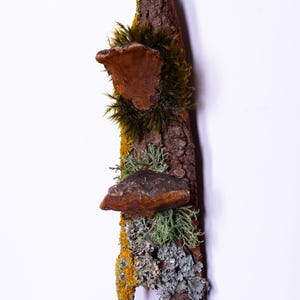 Floating Forest Art | Moss on Cork Bark Natural Wall Decor | Eco ...