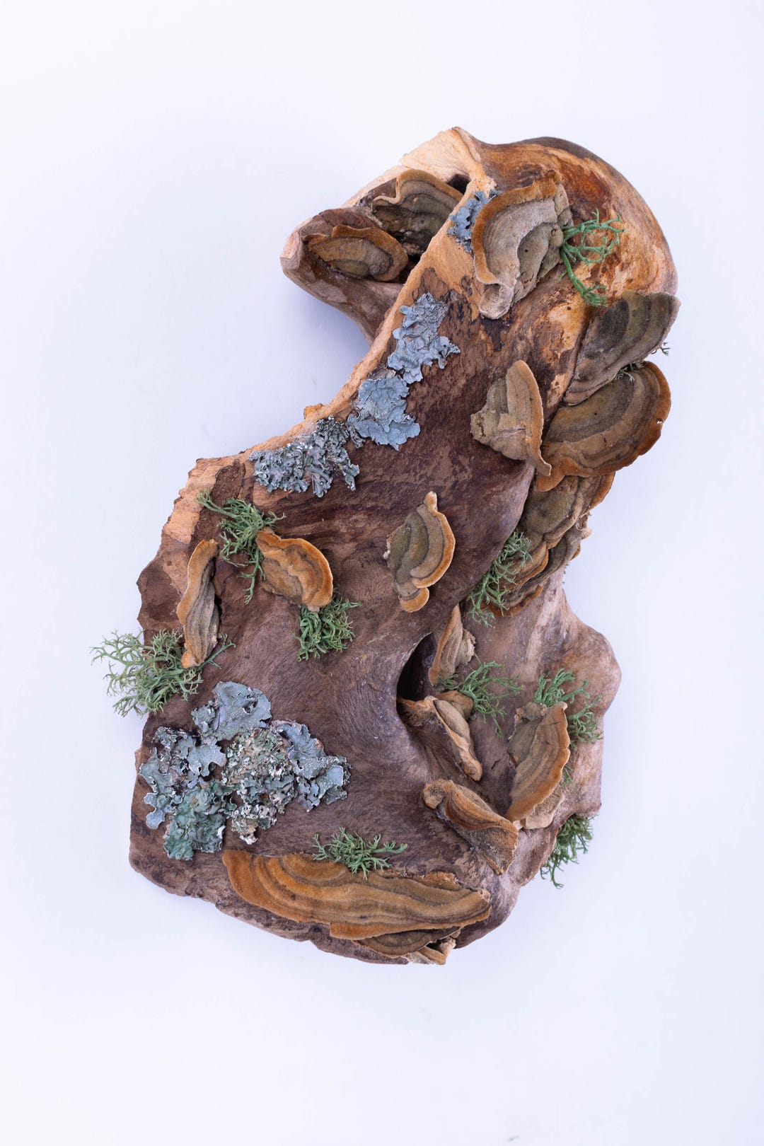 Floating Forest Art | Moss on Bark Natural Wall Decor | Eco Friendly ...