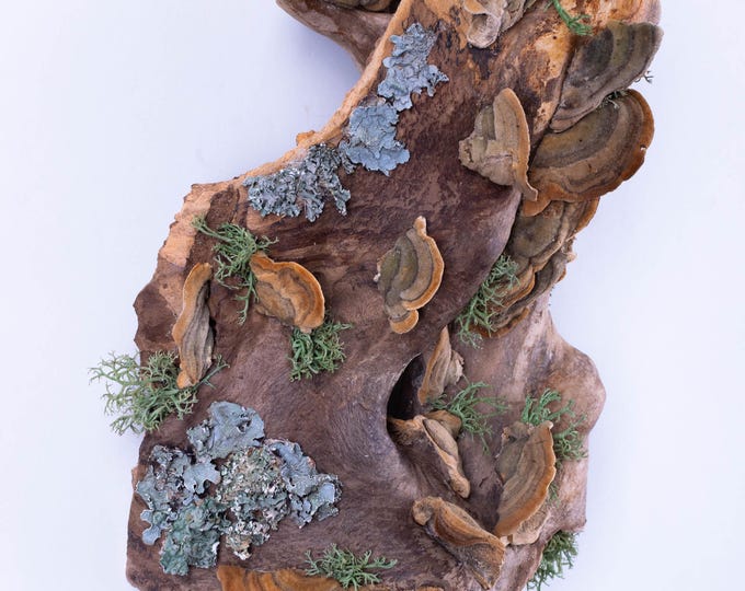 Floating Forest Art | Moss on Bark Natural Wall Decor | Eco Friendly ...