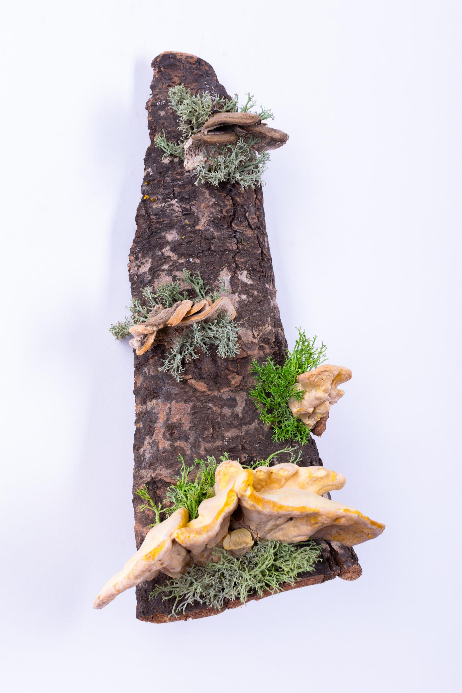 Floating Forest Art | Moss on Cork Bark Natural Wall Decor | Eco ...