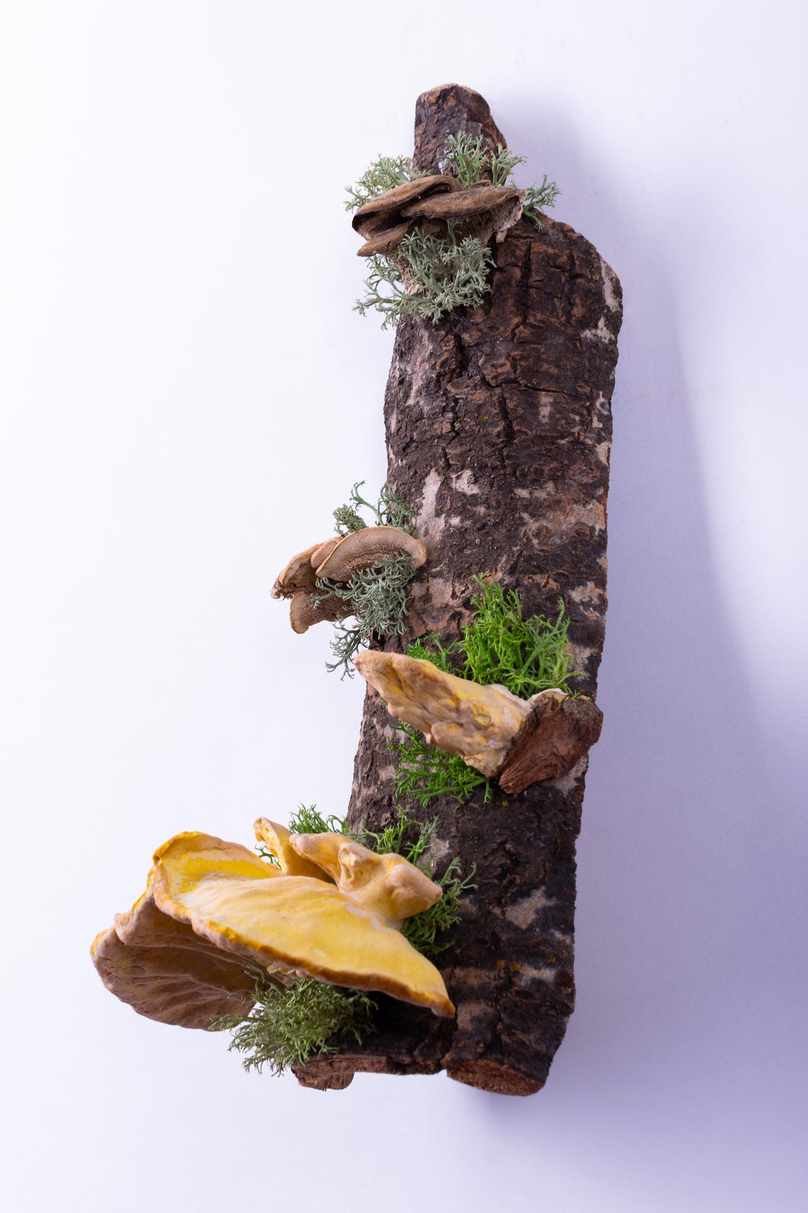 Floating Forest Art | Moss on Cork Bark Natural Wall Decor | Eco ...