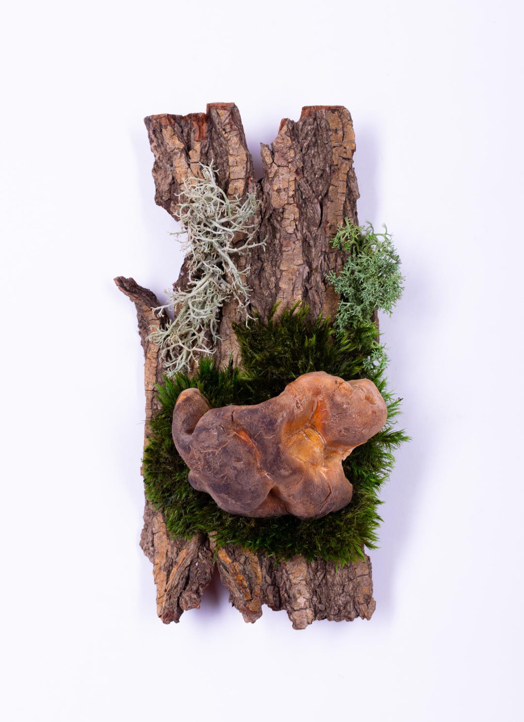 Floating Forest Art | Moss on Bark | Natural Wall Decor | Eco Friendly ...