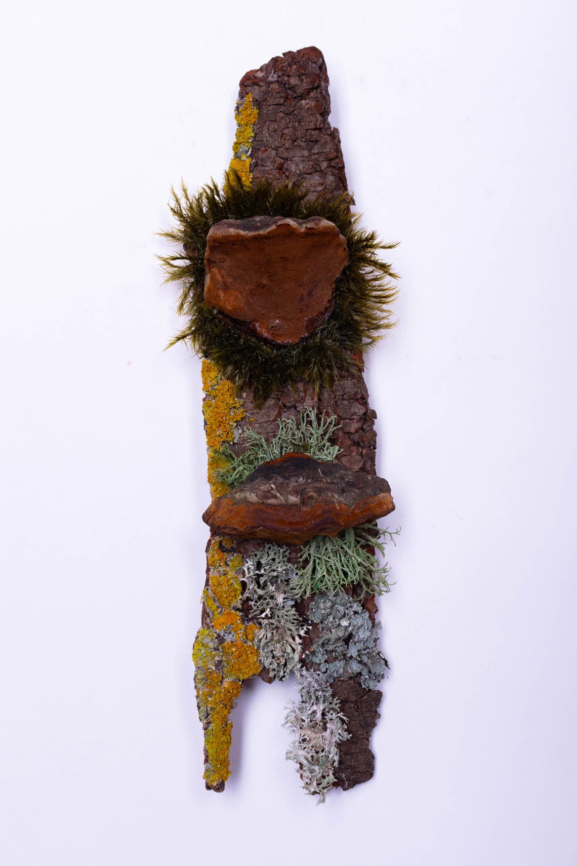 Floating Forest Art | Moss on Cork Bark Natural Wall Decor | Eco ...
